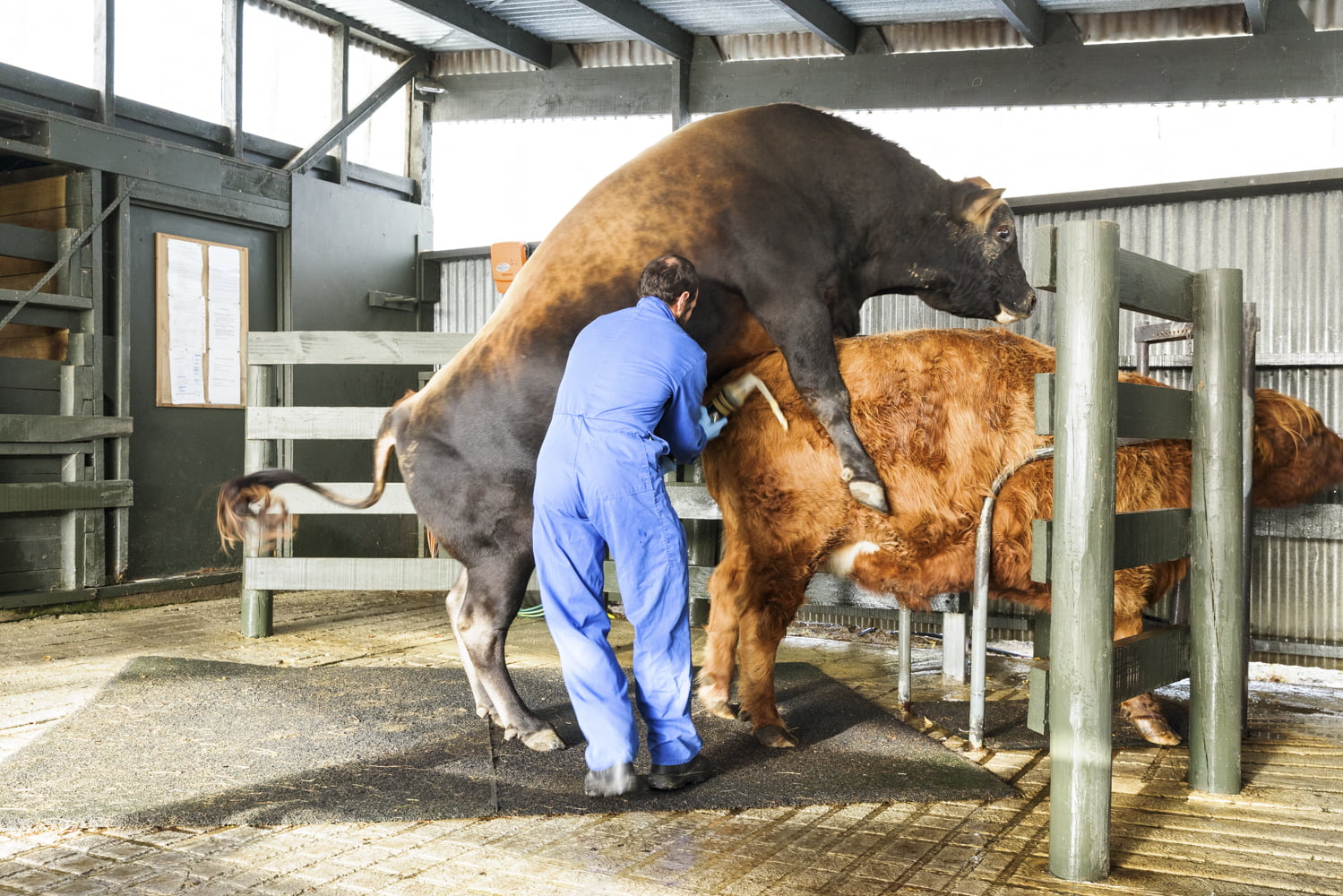 Cattle Services - Tararua Breeding Centre