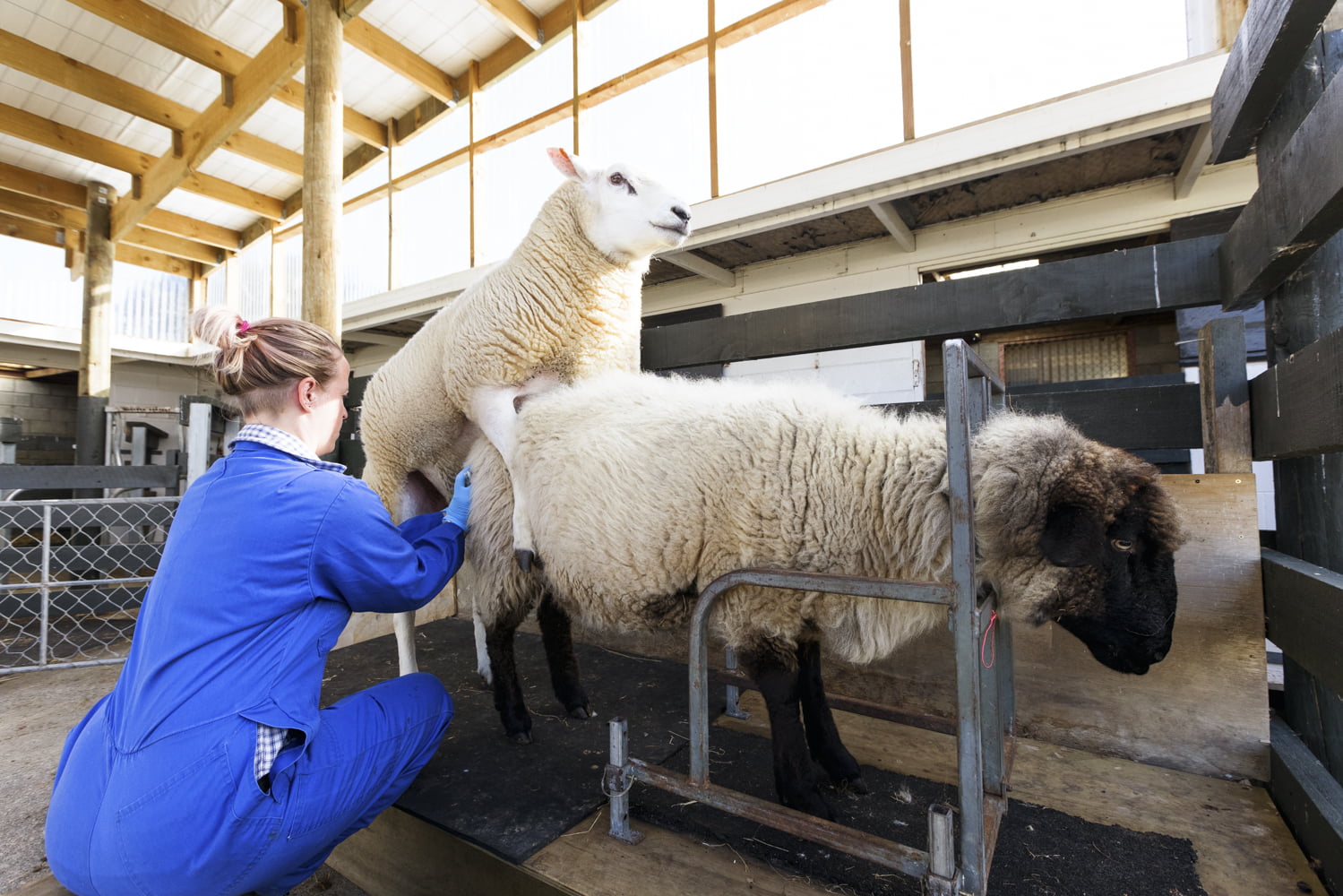 Sheep & Goat Services - Tararua Breeding Centre