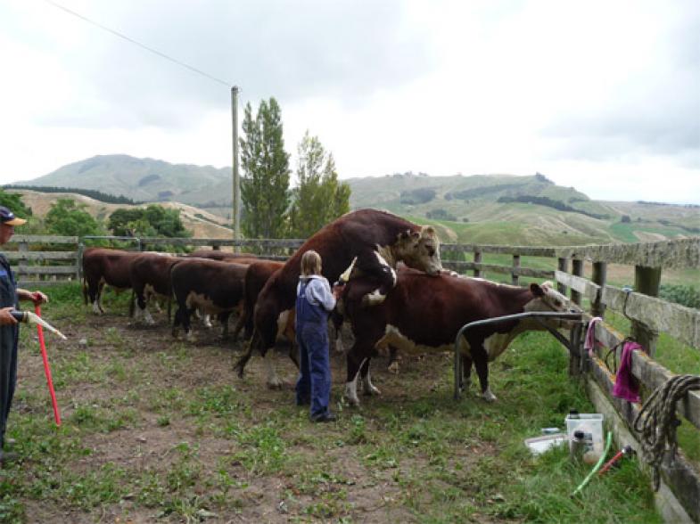 Cattle Services - Tararua Breeding Centre